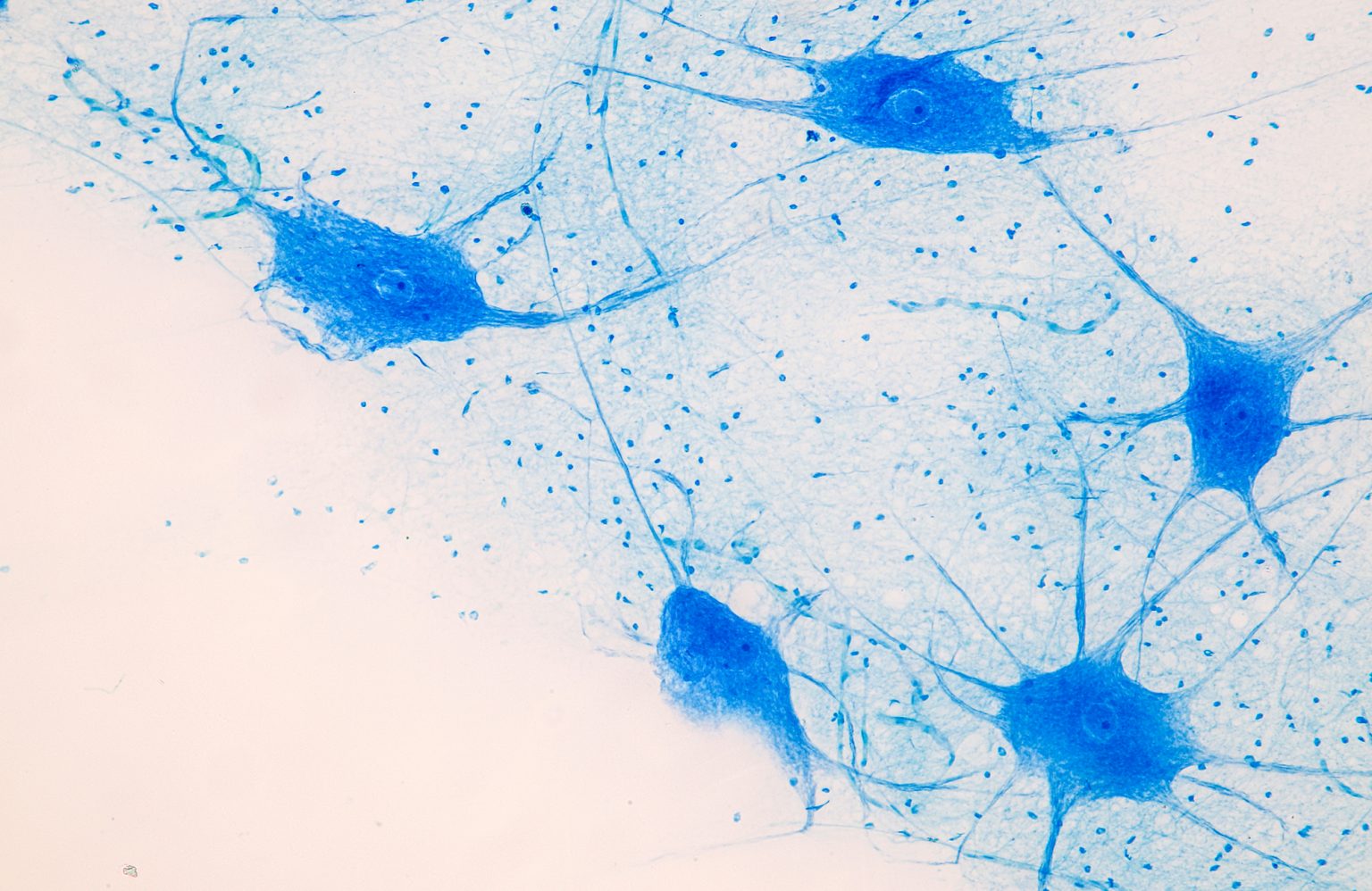 The Wisdom of Our Nervous System | IE Insights